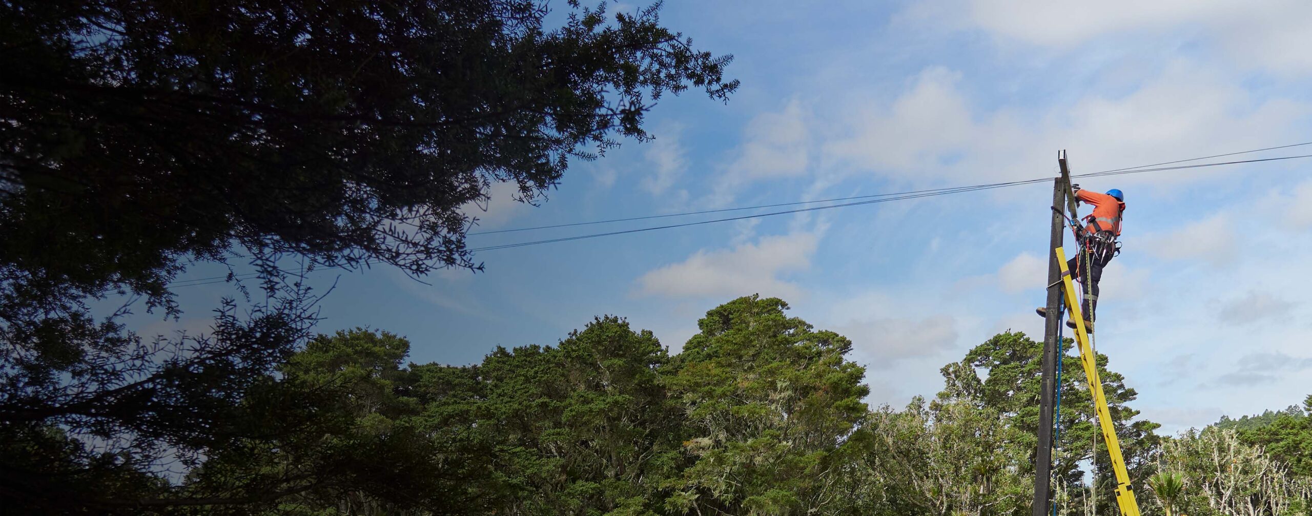 Trees suitable for growing near power lines - Northpower
